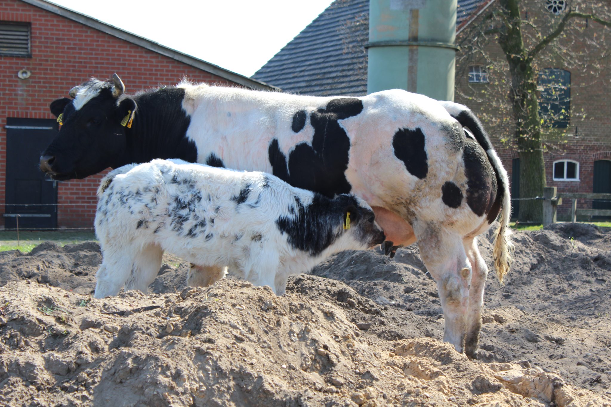 Een kijkje in de wereld van rundvlees - Slagerij Gleis